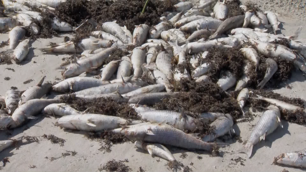 Thousands of dead fish wash ashore in Melbourne Beach