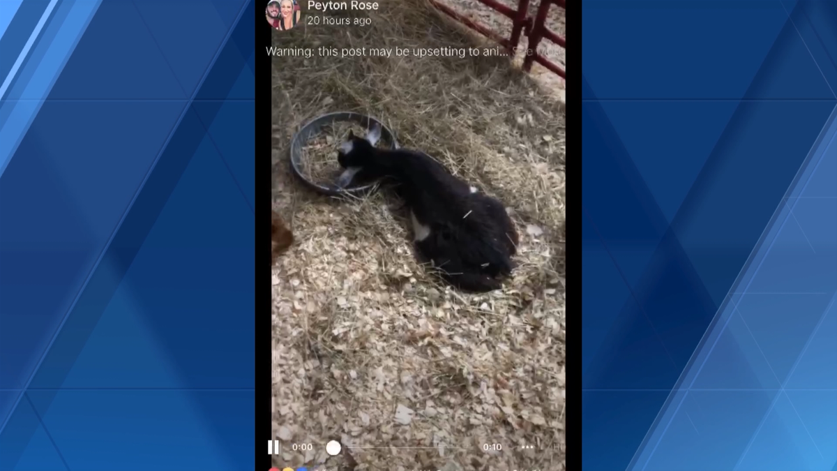 Dead goat at carnival petting zoo sparks emotional reaction