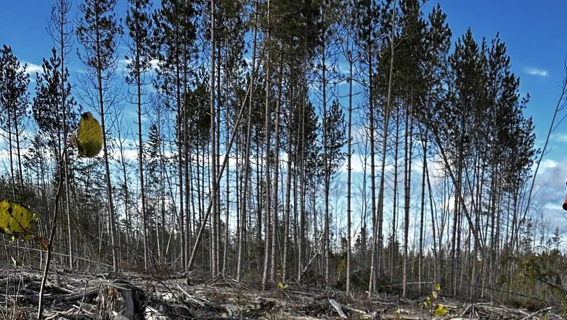 Maine wardens investigate two illegal moose killings