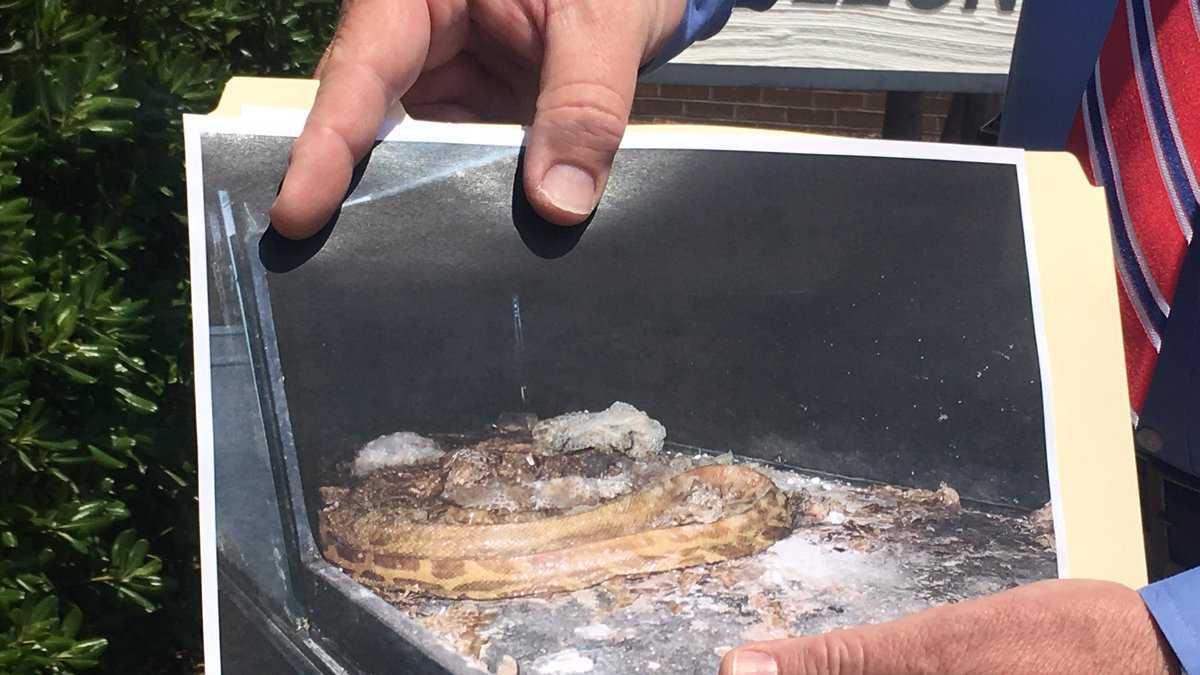 Pictures: Dead reptiles found in SC soldier's home