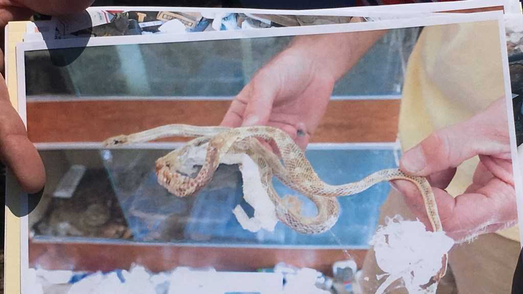 Pictures: Dead reptiles found in SC soldier's home