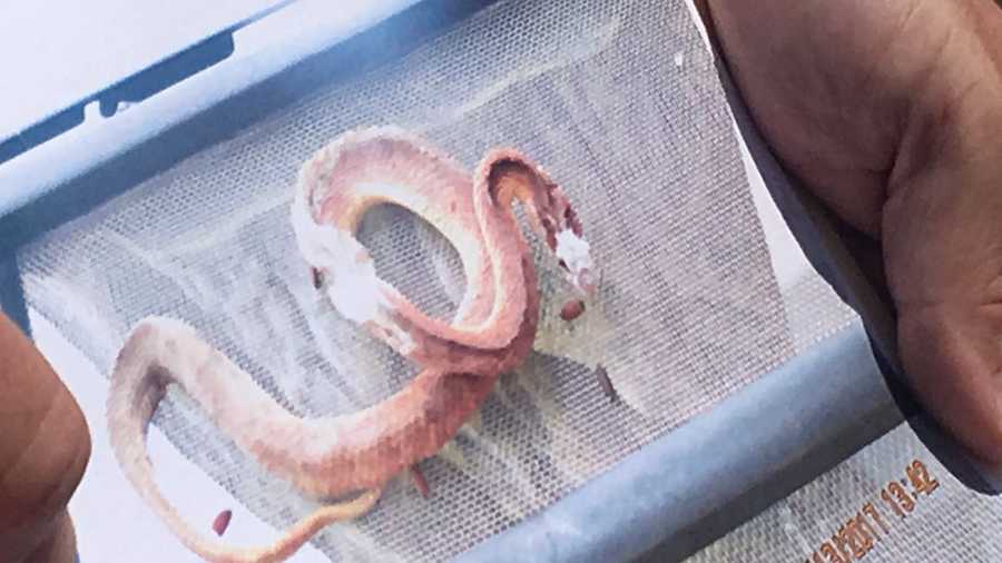 Pictures: Dead reptiles found in SC soldier's home