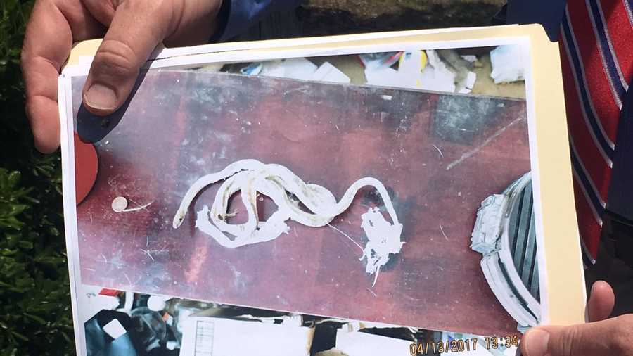 Pictures: Dead reptiles found in SC soldier's home