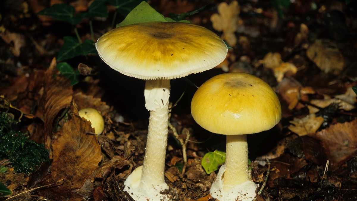 Third California death in less than 2 months linked to wild mushroom ...