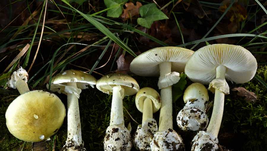 California warns of wild mushroom poisoning outbreak after 50 cases and ...