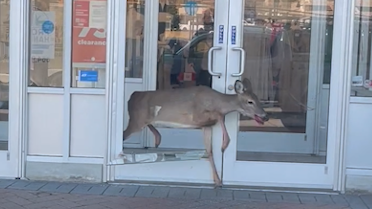 South Carolina: Video shows injured deer caught in store entrance