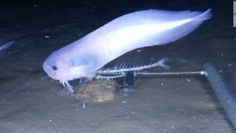 Scientists spot new species near ocean floor