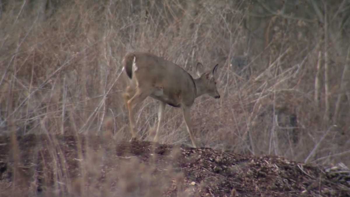 PA Game Commission advises hunters to take precaution against EEE virus