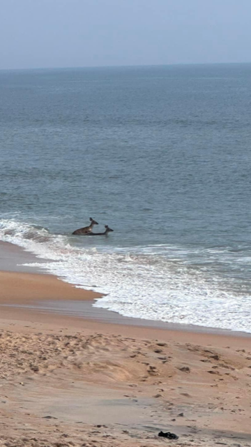 Deer spotted enjoying the ocean in Flagler County