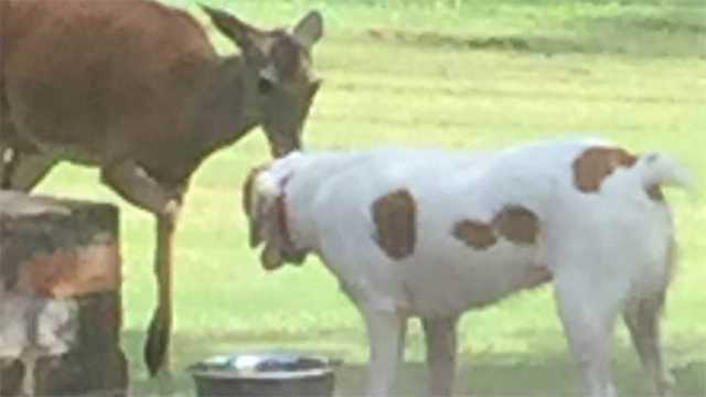 Family dog makes friends with wild deer in Madison Family dog makes friends with wild deer in Madison