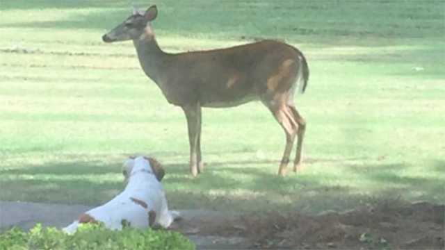 Family dog makes friends with wild deer in Madison