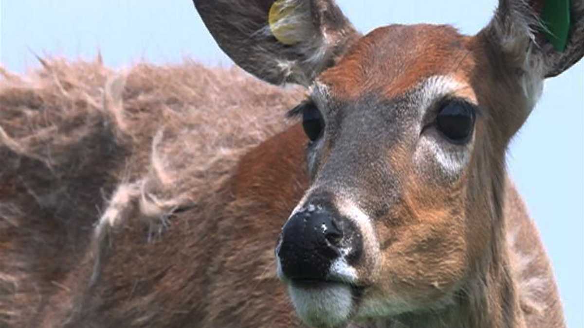 Study shows lab monkeys fed CWD tainted meat became infected