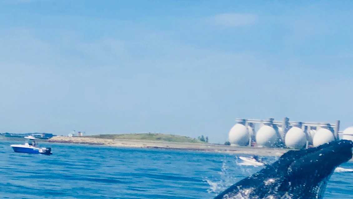 What we know about the humpback whale seen in Boston Harbor