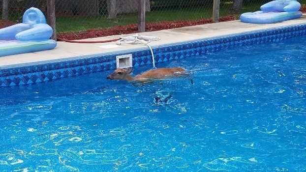 Homeowner discovers deer 'doing laps' in backyard swimming pool