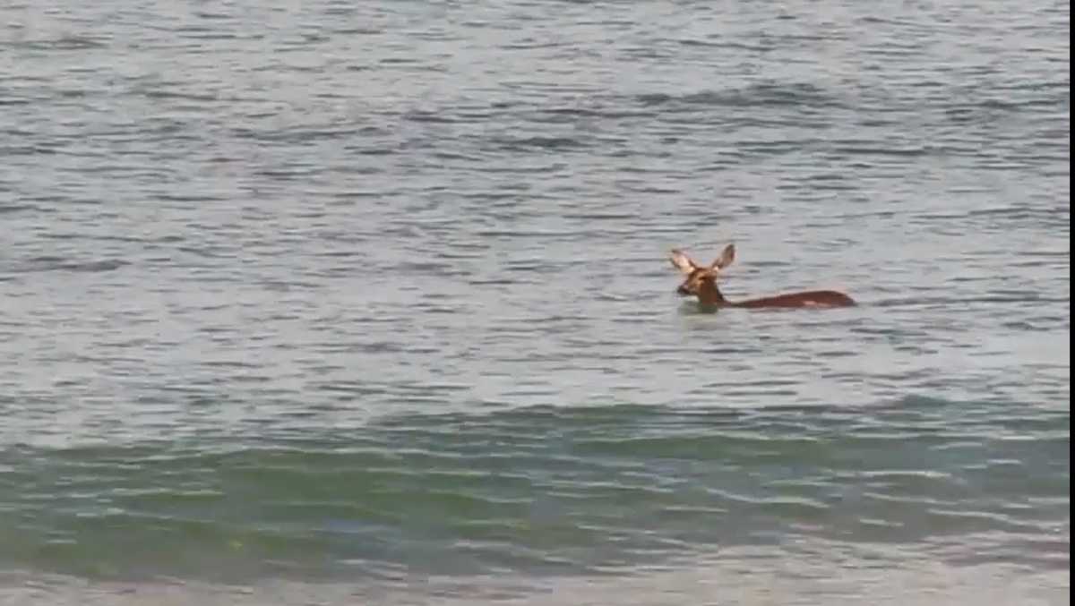 Santa Cruz shark researcher encounters deer in ocean