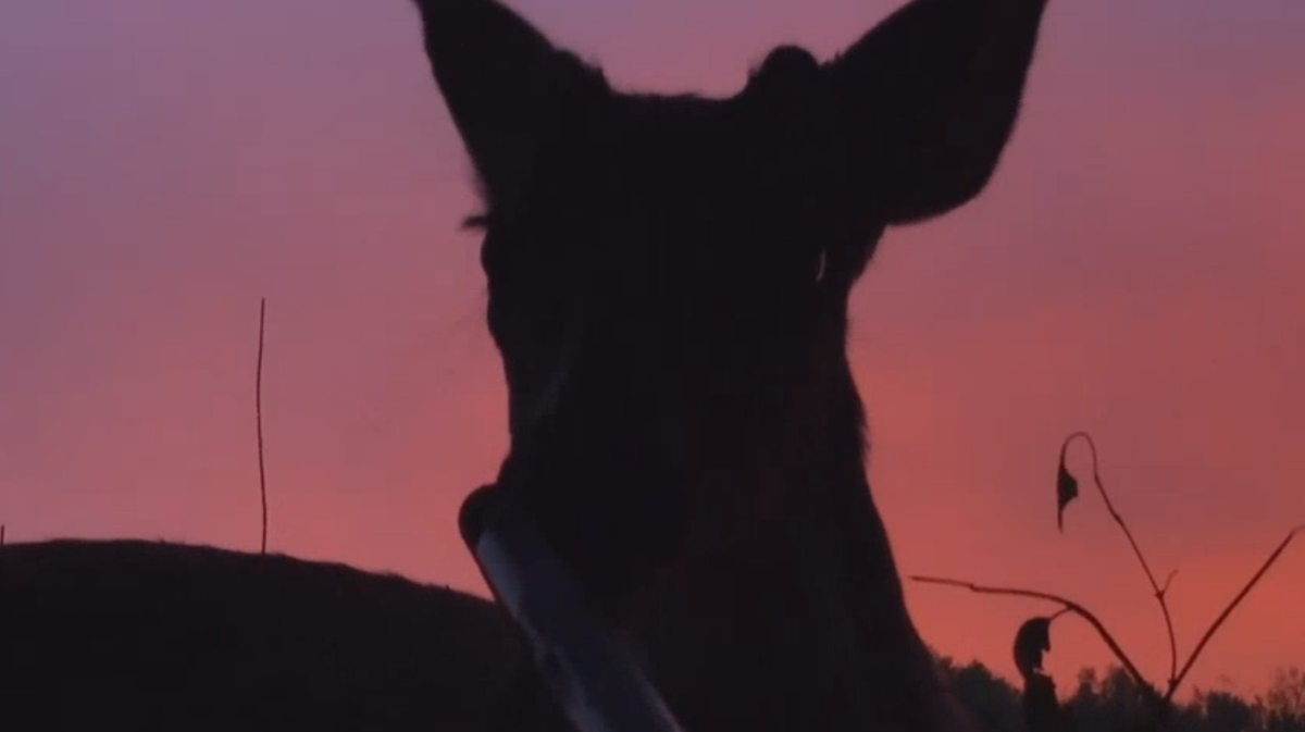 VIDEO: Deer cozies up to hunter, nuzzles gun muzzle