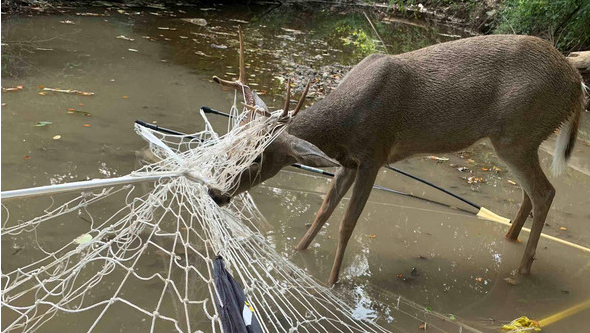 Missouri Department of Conservation agents rescue deer tangled in ...