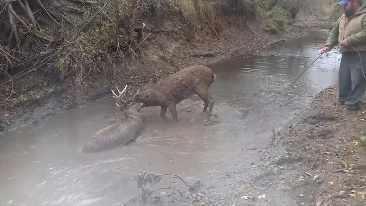 Deputies free two bucks that got entangled while fighting over a doe