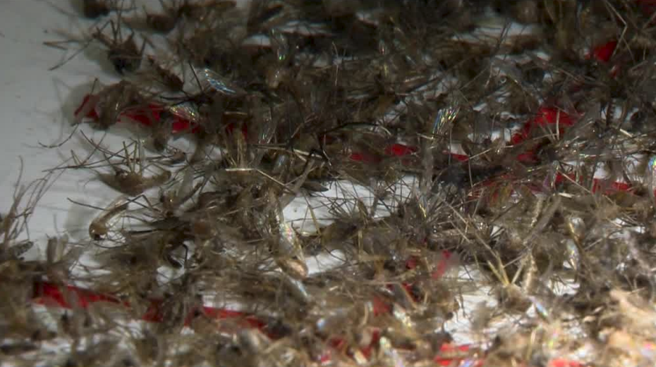 Florida officials give mosquito tips amid Dengue Fever outbreak