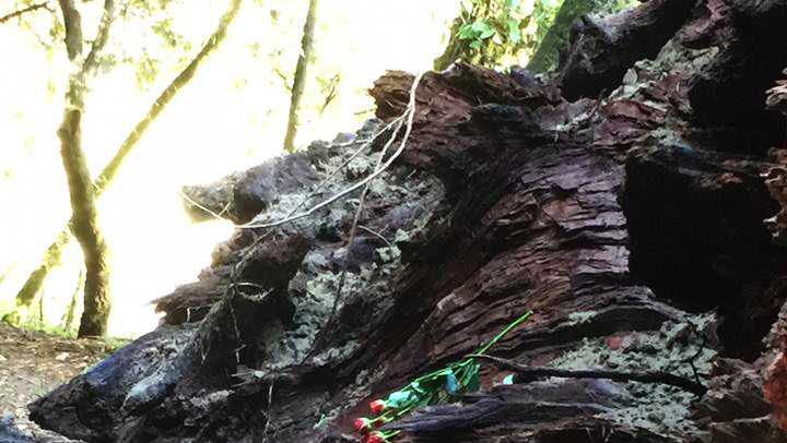 1,000-year-old Aptos redwood tree topples