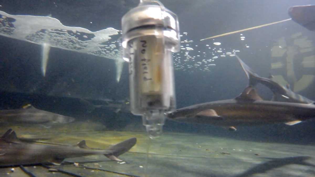 Maine college student developing shark bycatch reduction device