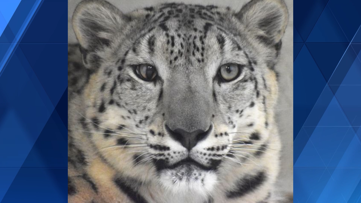 Ohio zoo welcomes 1-year-old snow leopard