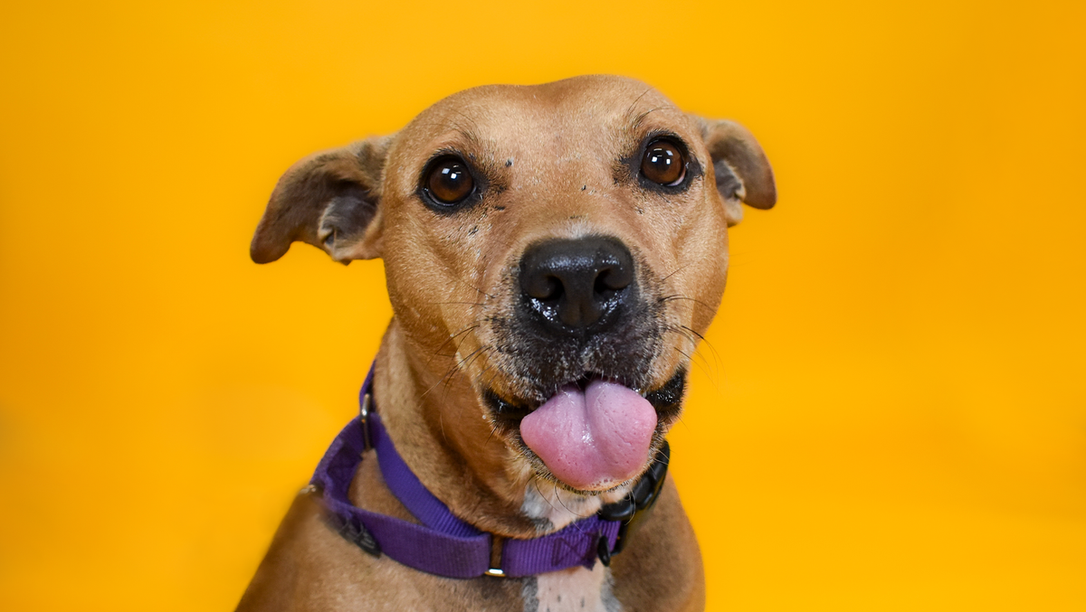 Dog rescued by Florida officers still waiting for forever home