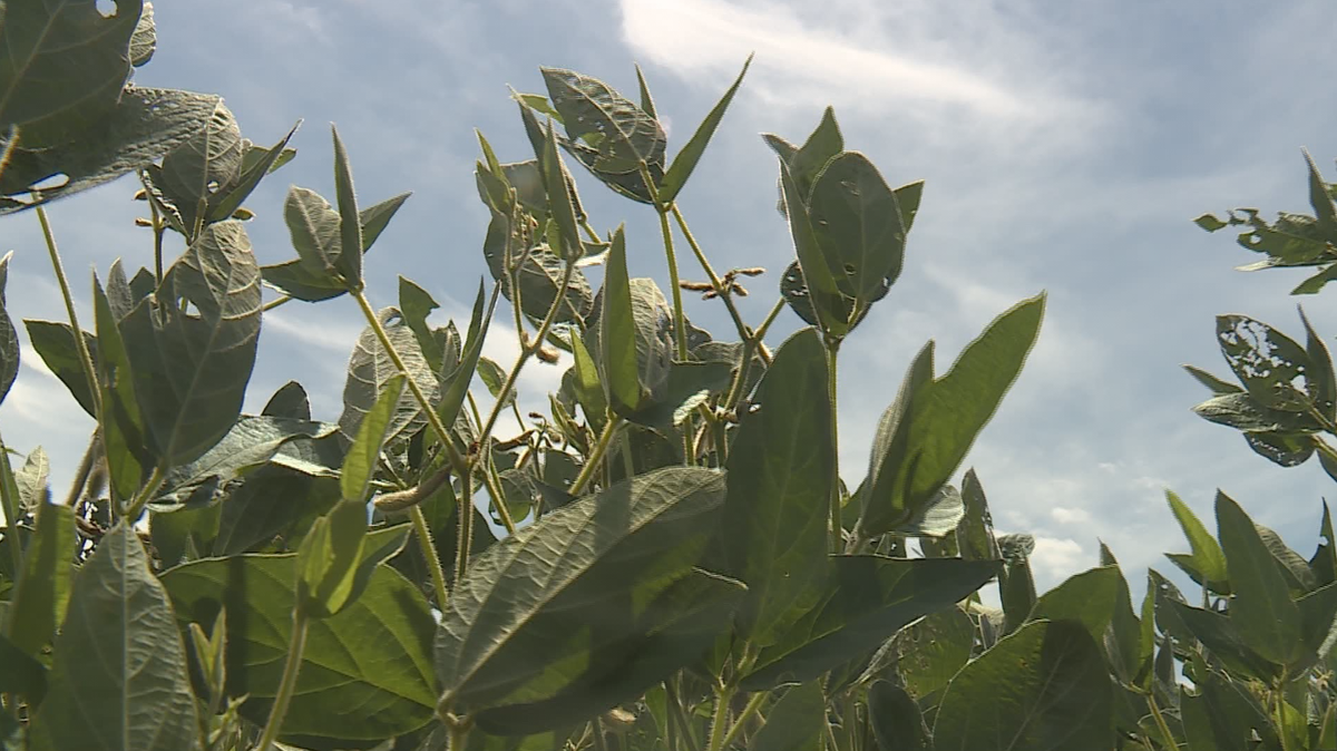 Report: EPA officials improperly influenced dicamba decision
