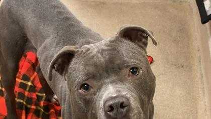 Pet of The Week: Dilla