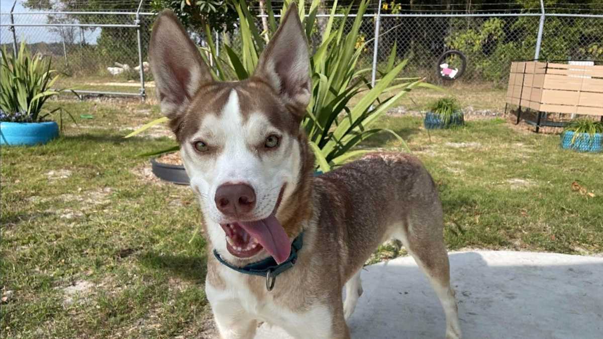 Meet adoptable pets at Humane Society of Marion County
