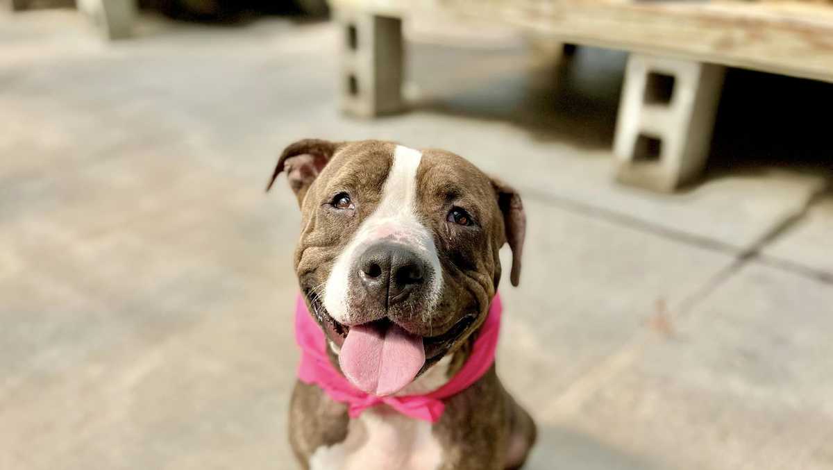 Meet the Nebraska Humane Society's pet of the week