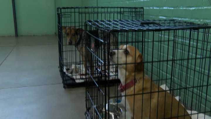 Emergency animal shelter training prepares volunteers for disasters