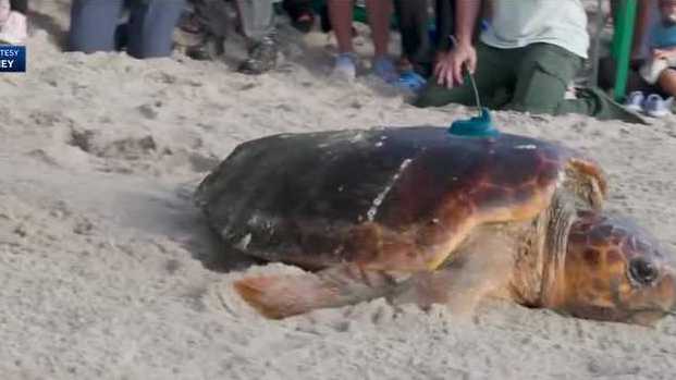 Sea turtles join 'Tour de Turtles' race in Florida