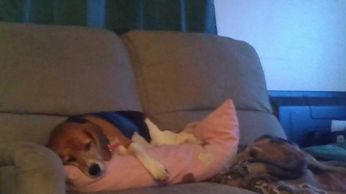 Lost and Found Pets in the WXII 12 Community