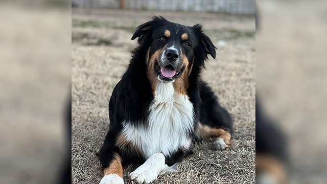 Oklahoma dog named winner of Nationwide's Wacky Name celebration