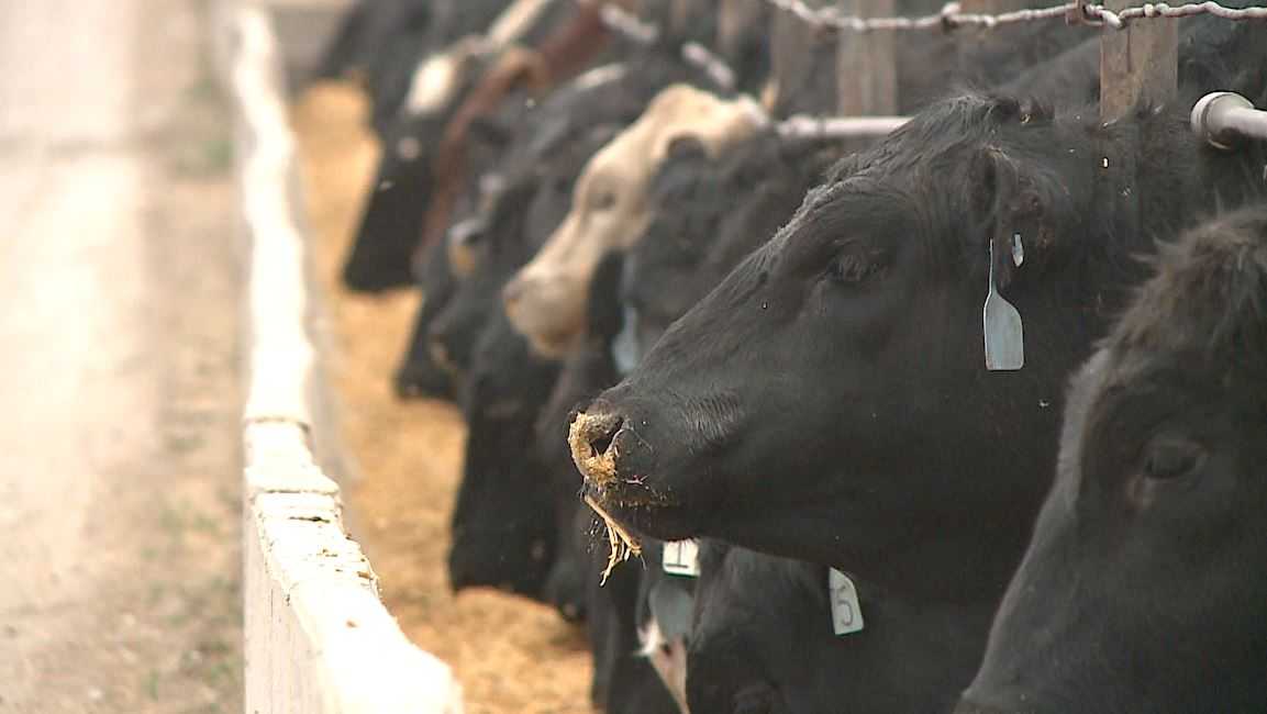 USDA study shows gulf between cattle, processed beef prices