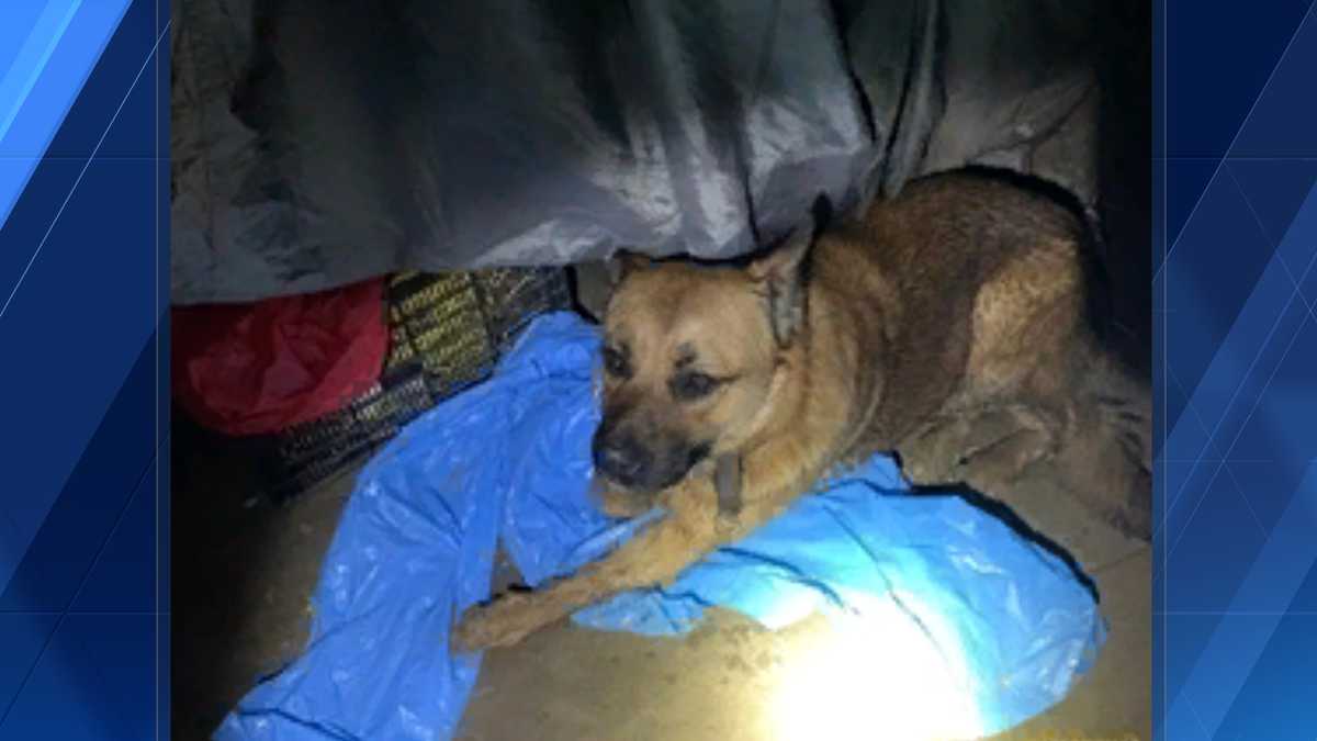 Watsonville police searching for gunman who wounded dog