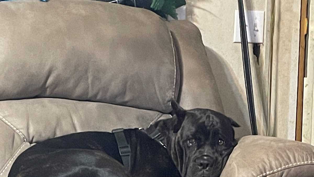 Lost and Found Pets in the WXII 12 Community