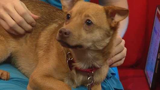 Adorable animals now up for adoption through SAAP