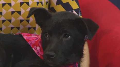 Animals looking for forever home through SAAP