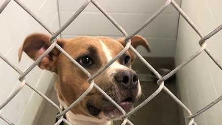 KY Humane Society has biggest year yet with nearly 7,000 adoptions