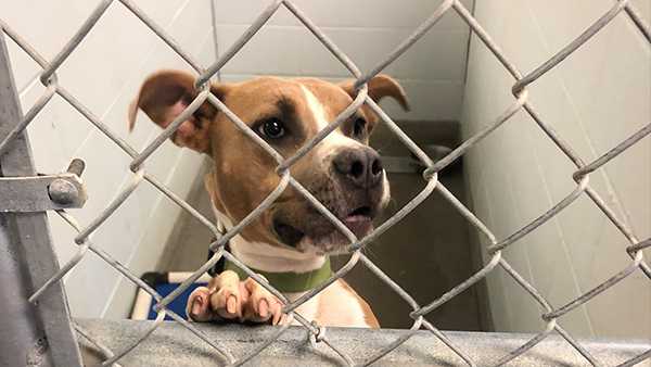 LMAS offering free pet adoptions Friday and Saturday