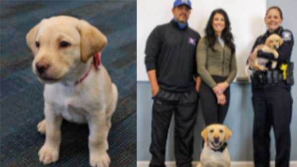 Ohio police department welcomes new therapy puppy