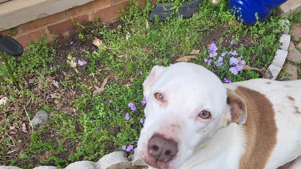 Lost and Found Pets in the WXII 12 Community