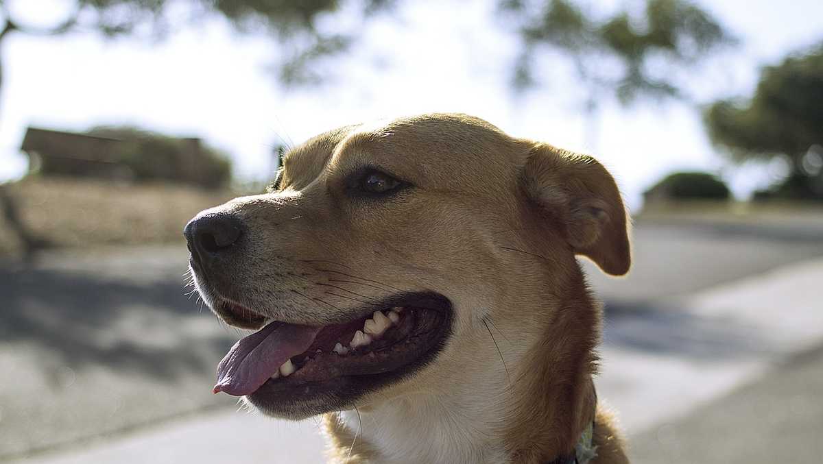 Dog wardens to canvass several Western Pa. counties for dog licenses ...