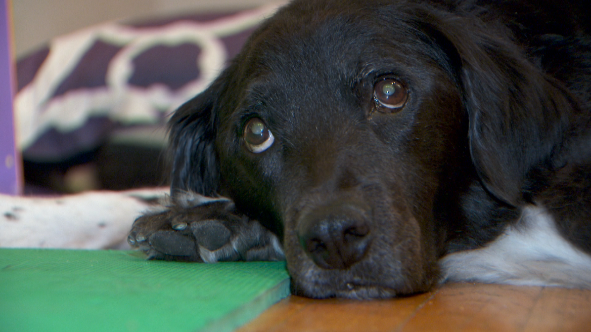 Dog struck in hit-and-run that narrowly missed woman, baby