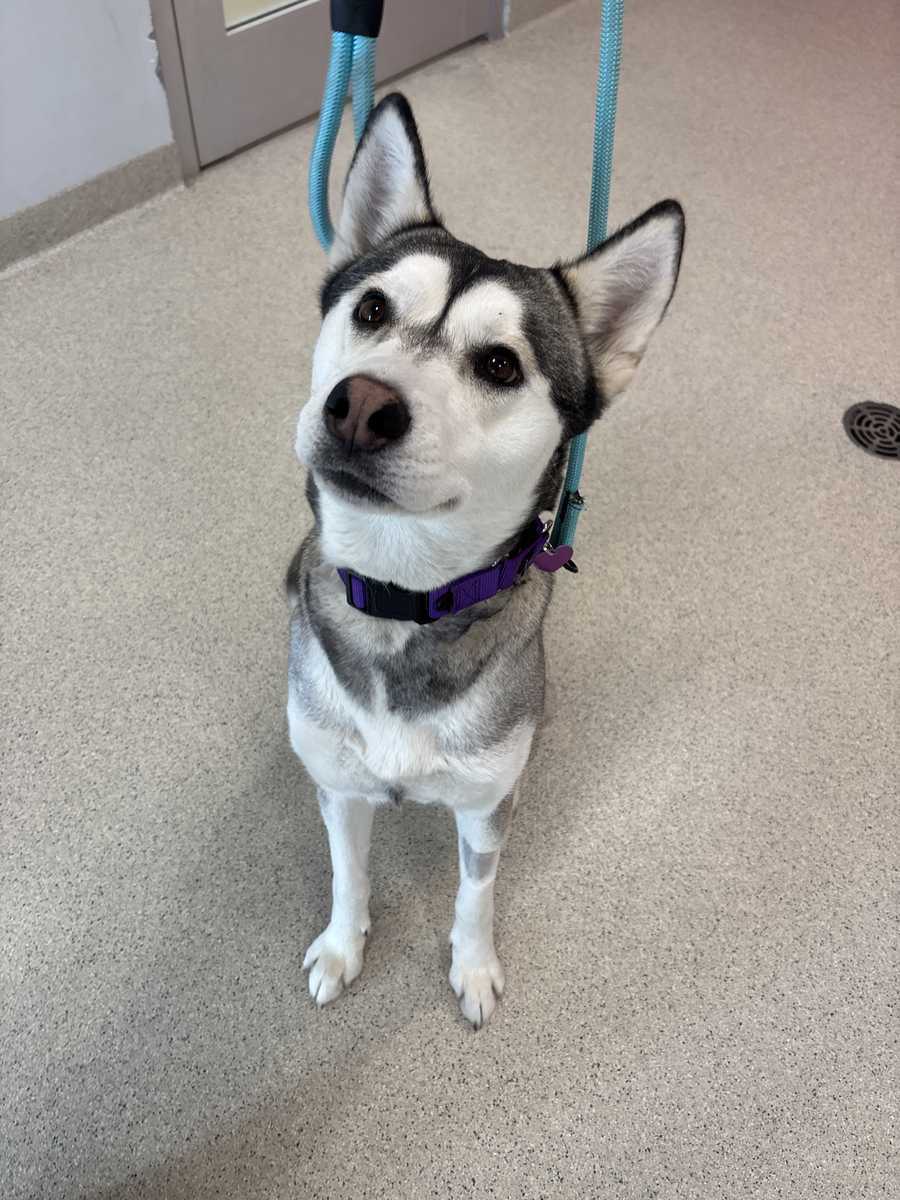 Dogs from LA shelters up for adoption in Mass.