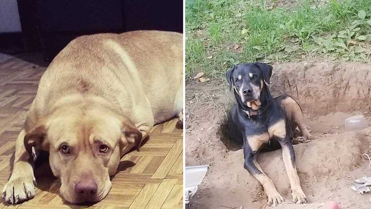Police investigating after bodies of two dogs found abandoned near road