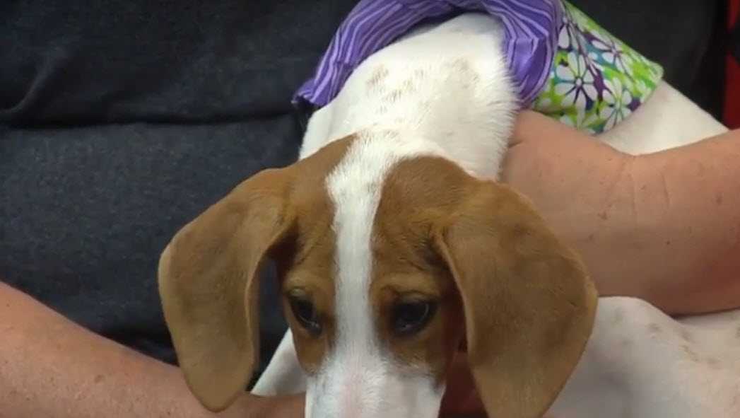 Animals available for adoption through Stray Animal Adoption Program