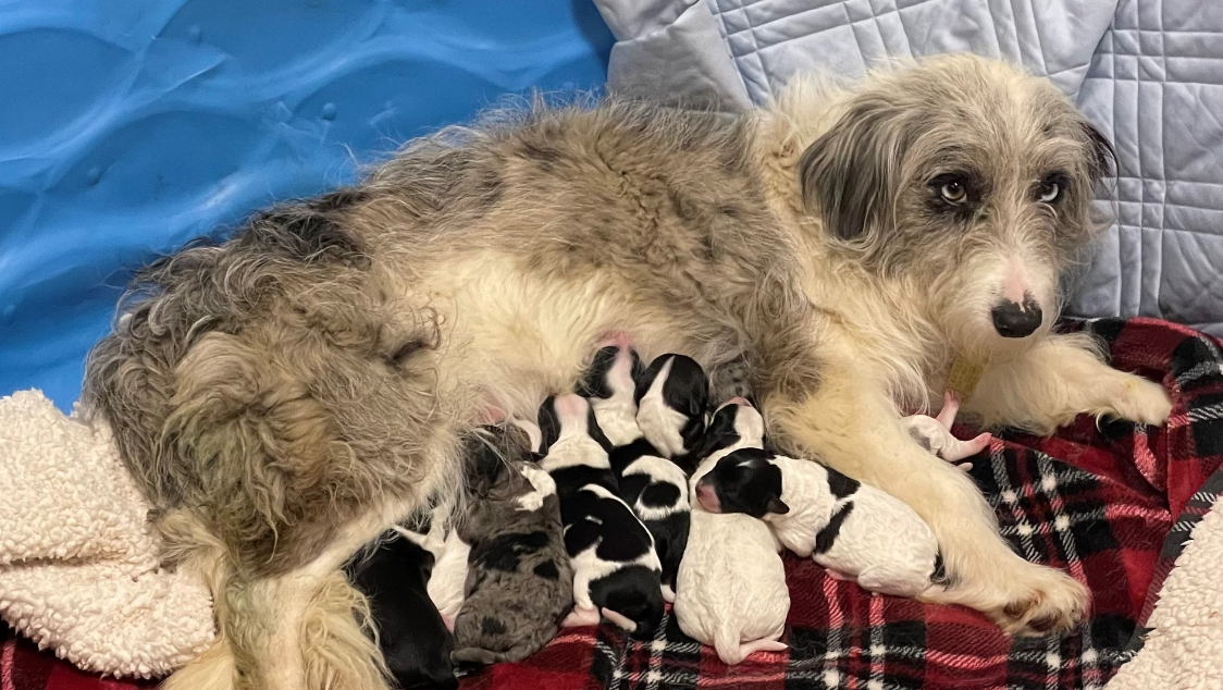 Dog rescued from overwhelmed resident has puppies at Ohio shelter